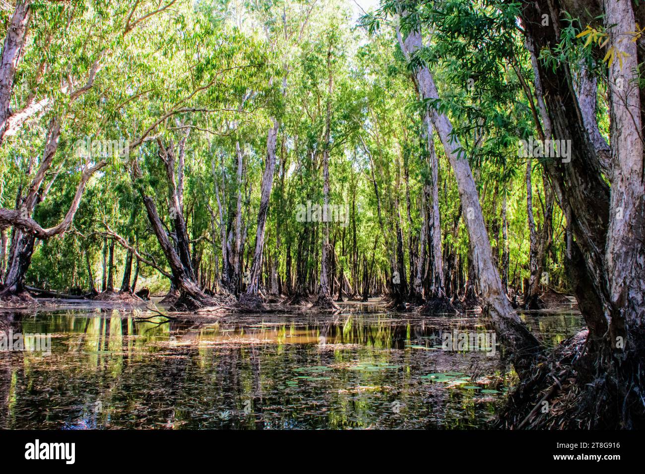 stunning views of the Mary river landscape in the Northern Territories ...