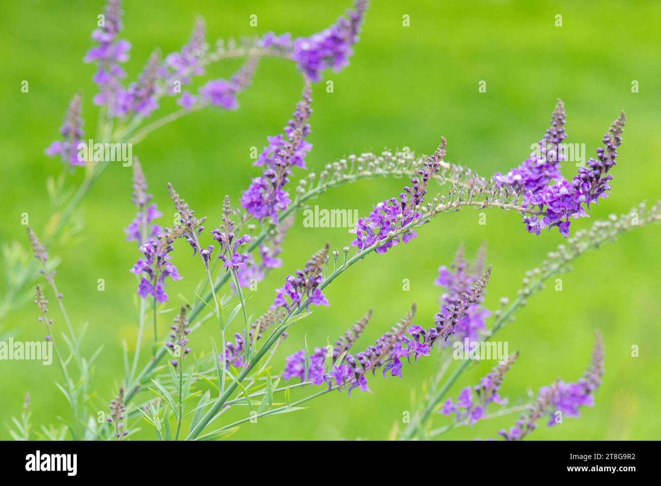 Purple Toadflax Linaria purpurea Stock Photo - Alamy