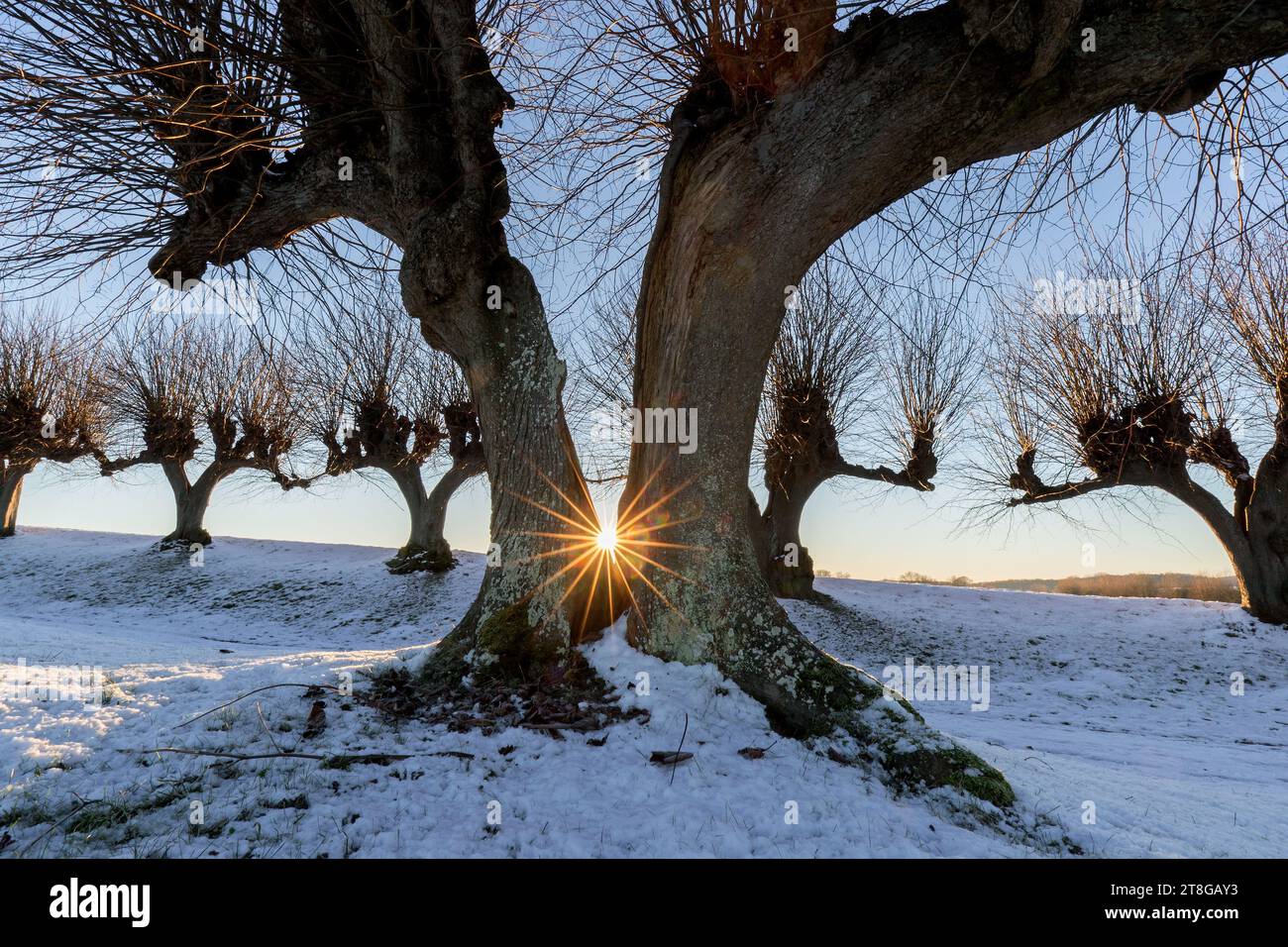 Sun shining through split European lime tree, struck by lightning and ...