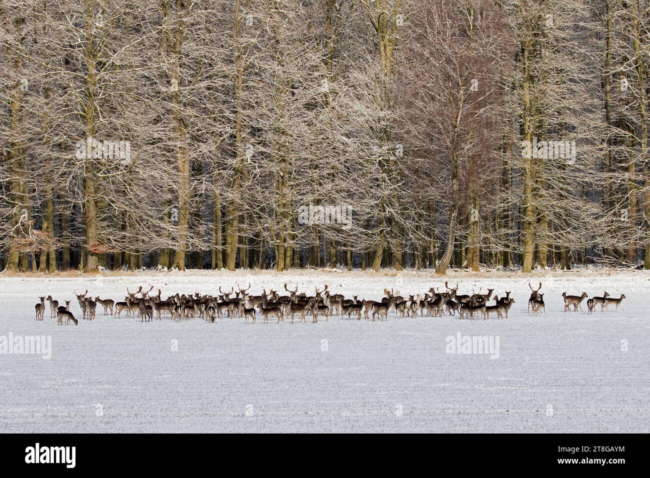 Large herd of European fallow deer (Dama dama) foraging in snow covered ...