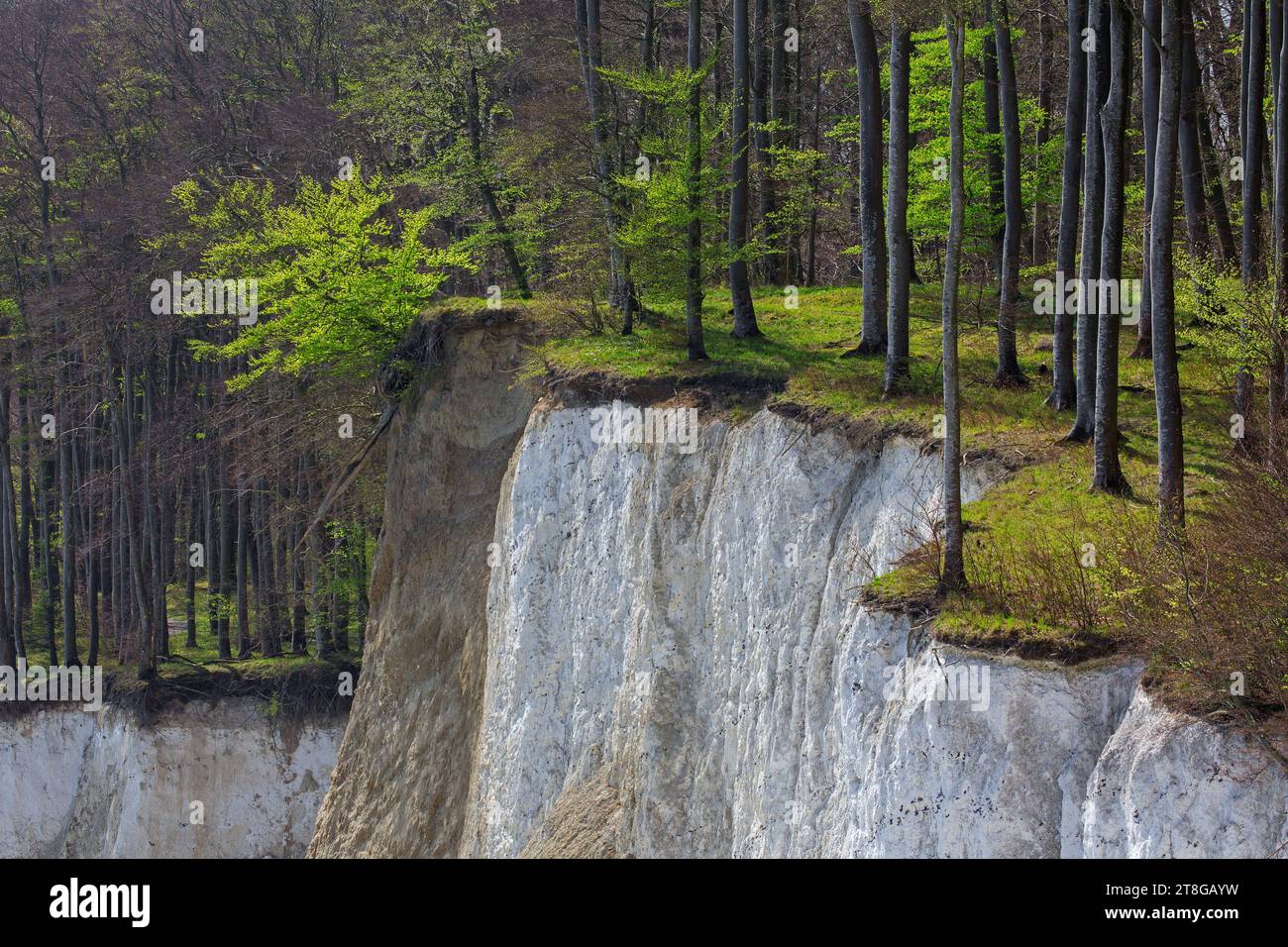 Beech trees on edge of eroded white chalk cliff in Jasmund National ...