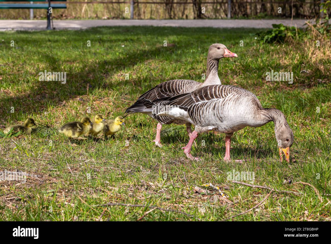 Family of greylag geese with small babies. The greylag goose, Anser ...