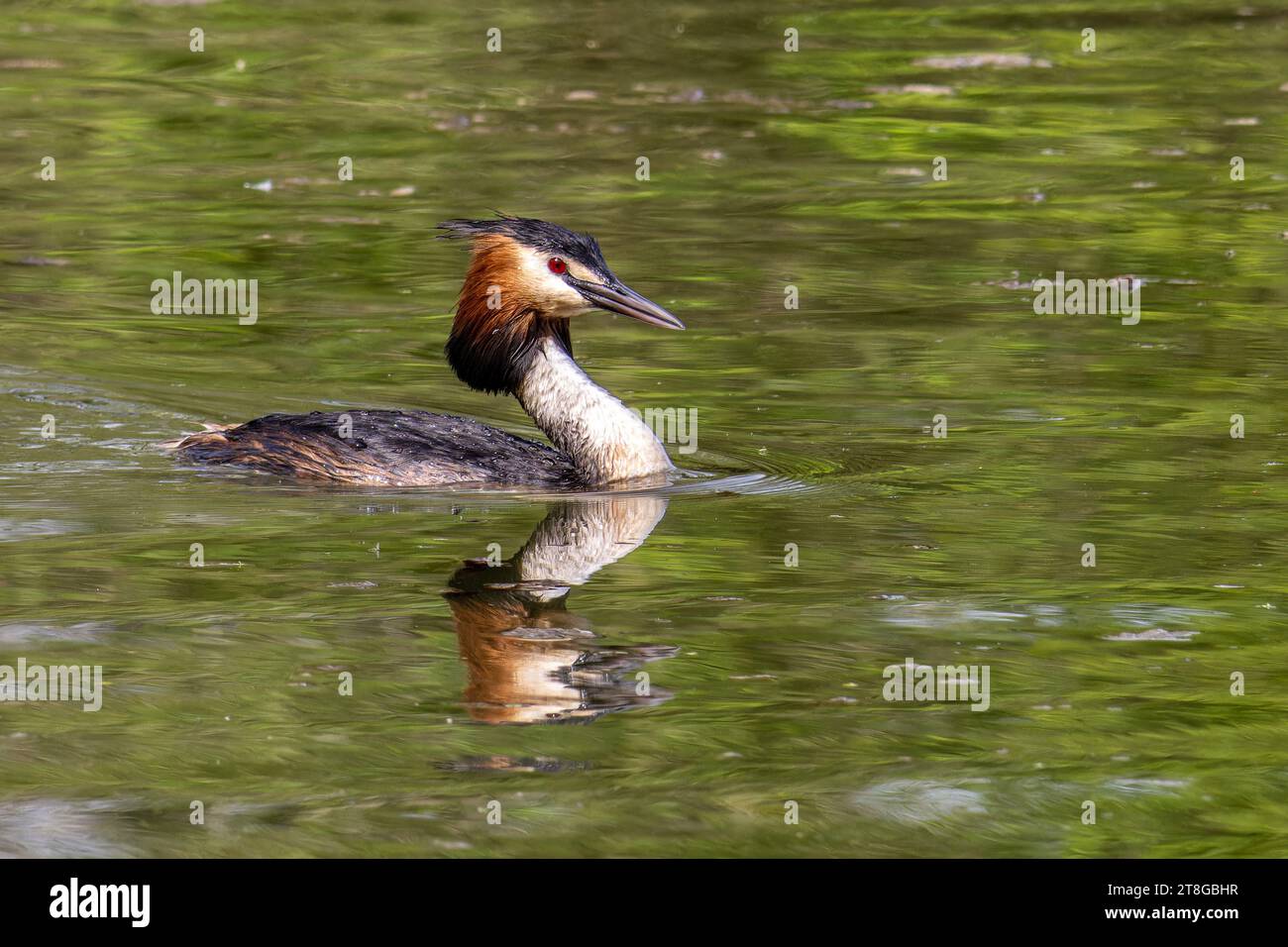 Great Crested Grebe, Podiceps cristatus with beautiful orange colors, a ...