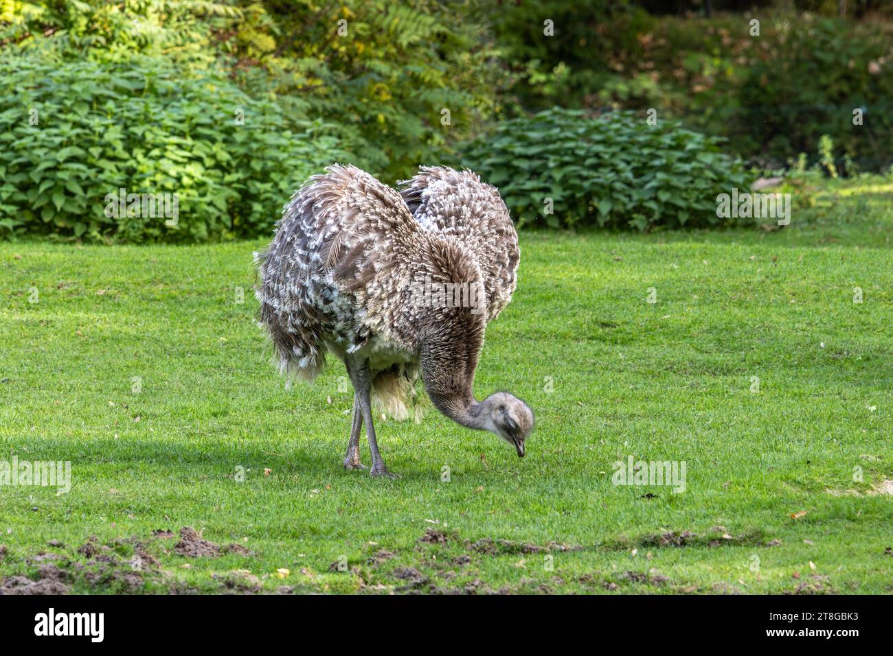 Darwin's rhea, Rhea pennata also known as the lesser rhea. It is a ...