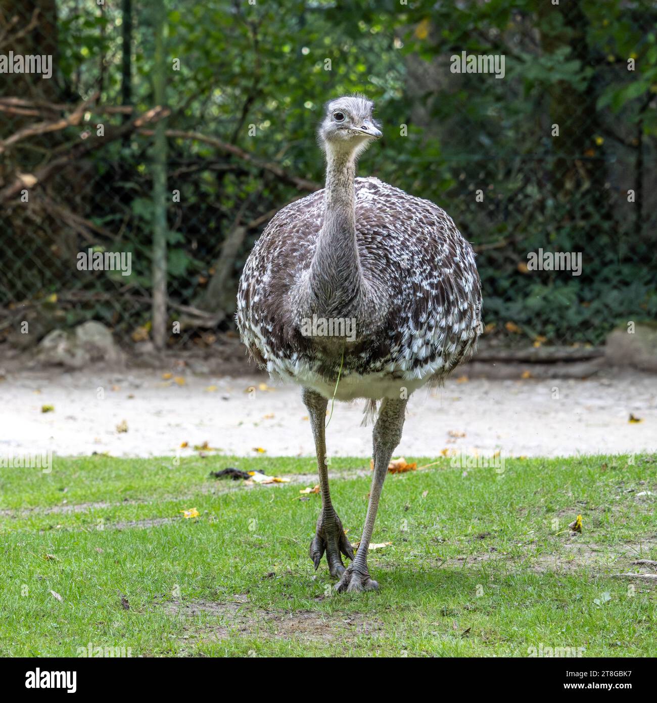 Darwin's rhea, Rhea pennata also known as the lesser rhea. It is a large flightless bird, but ...
