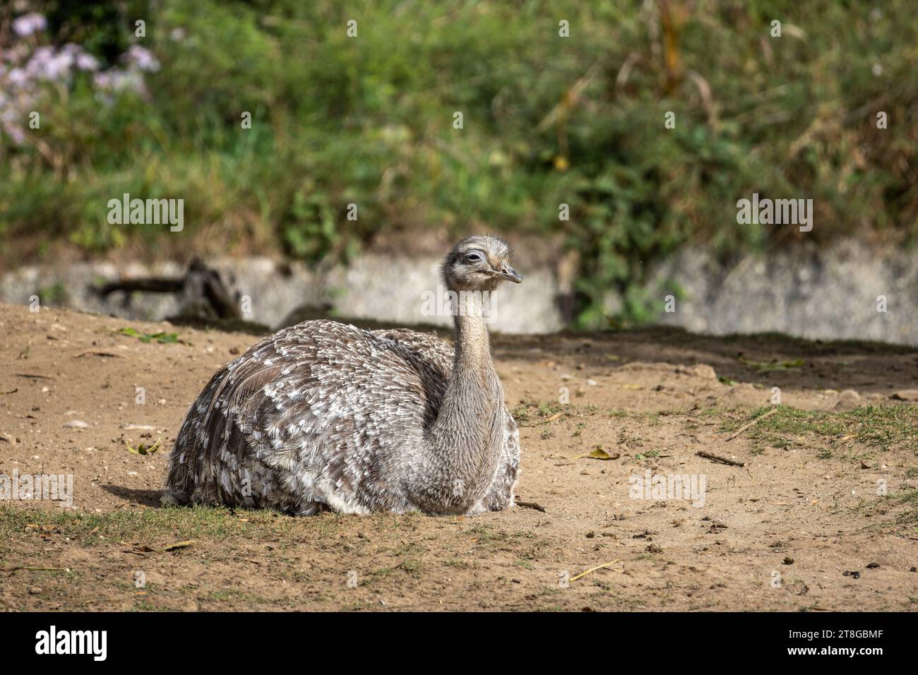 Darwin's rhea, Rhea pennata also known as the lesser rhea. It is a ...