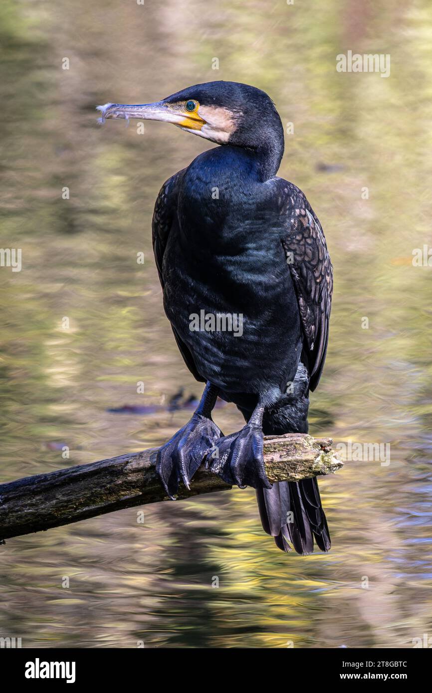The great cormorant, Phalacrocorax carbo known as the great black ...