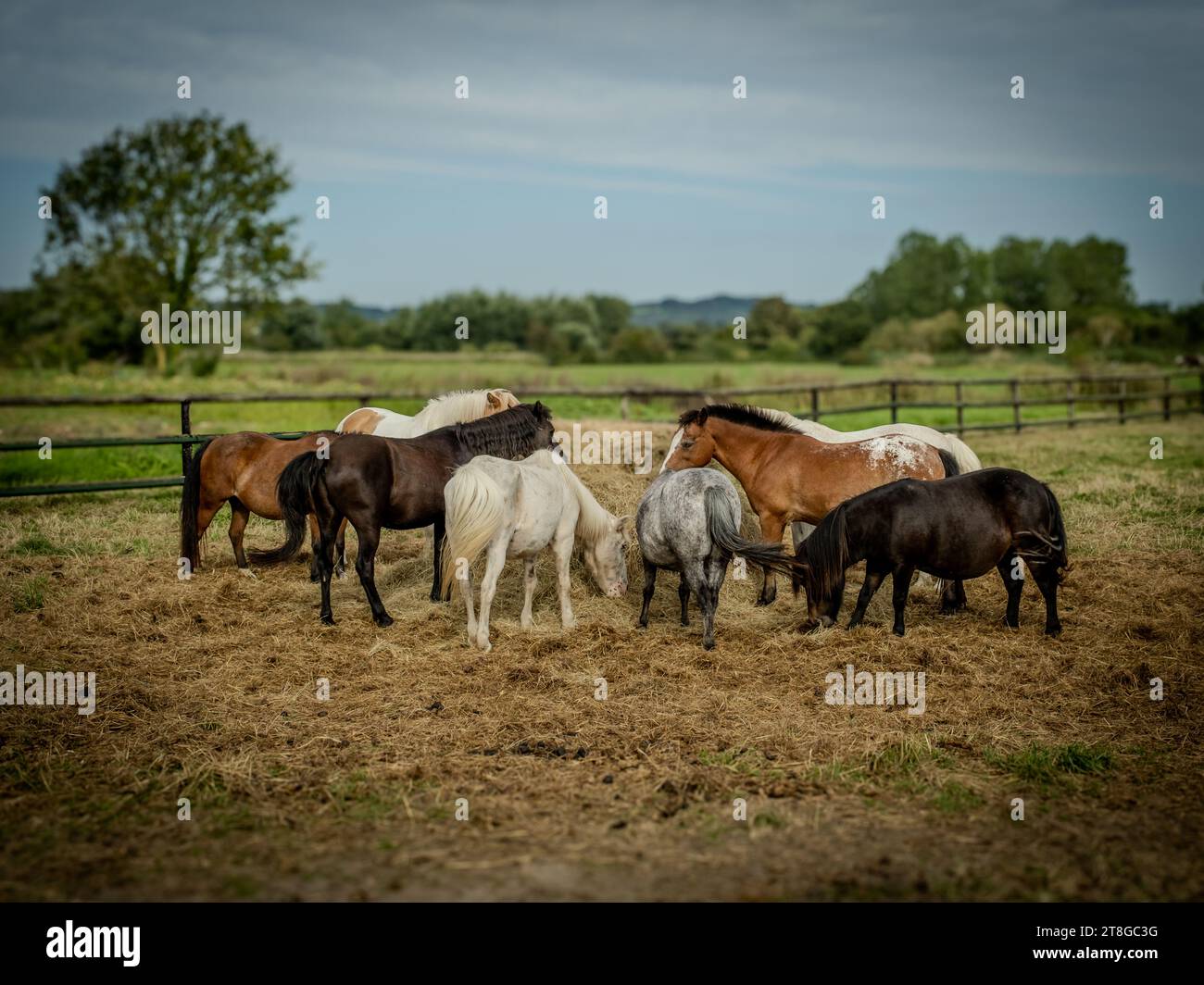 Group of ponies Stock Photo - Alamy