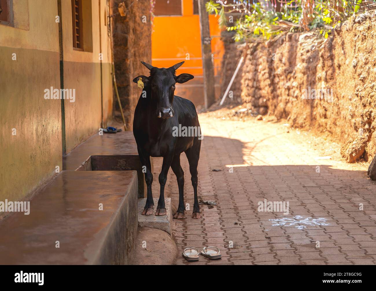 Black cow standing on the porch of a house in Gokarna, India Stock ...