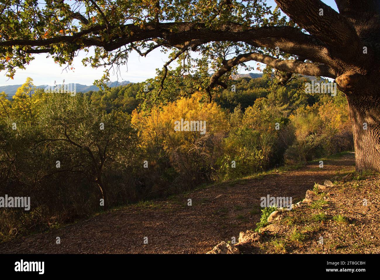 les collines et la garrigues de la Provence de Pagnol une fin de ...