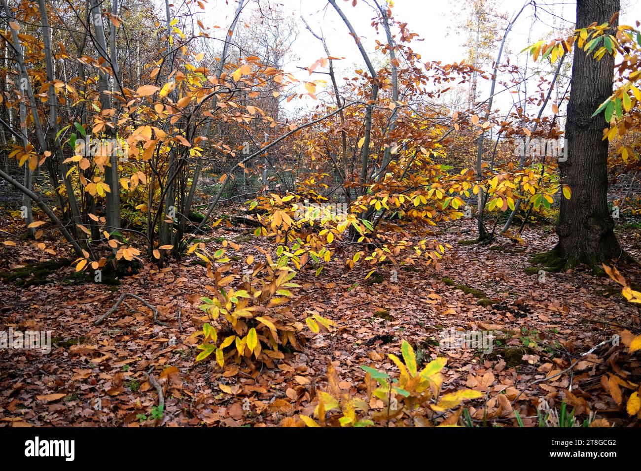 west blean & thornden woods nature reserve,kent,uk Stock Photo - Alamy