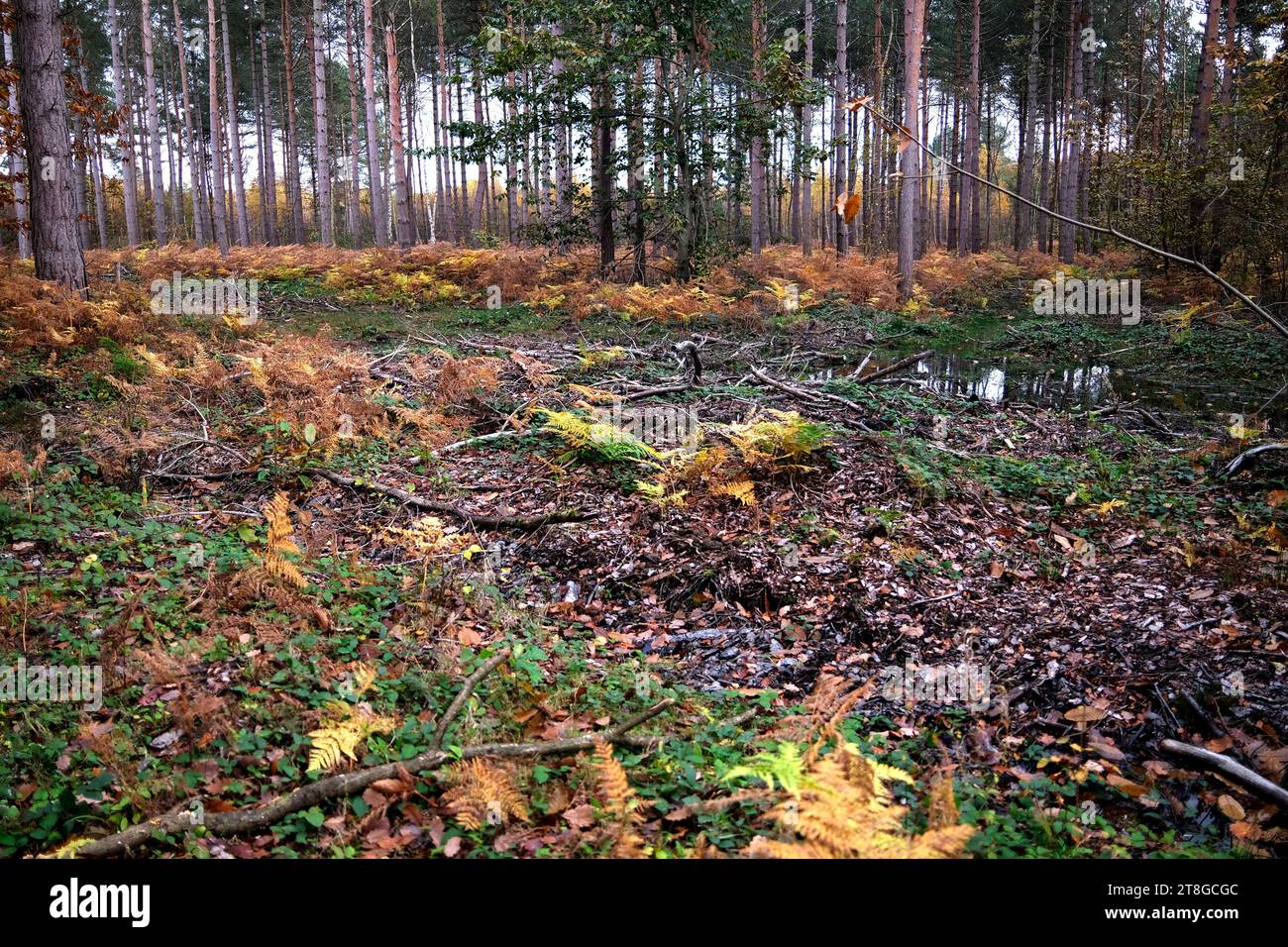 west blean & thornden woods nature reserve,kent,uk Stock Photo - Alamy