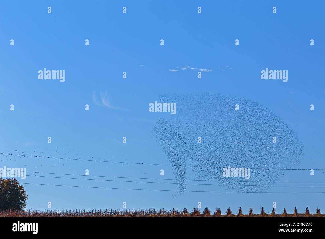 Starlings murmuring in the sky. Colombiers, Occitanie, France Stock ...