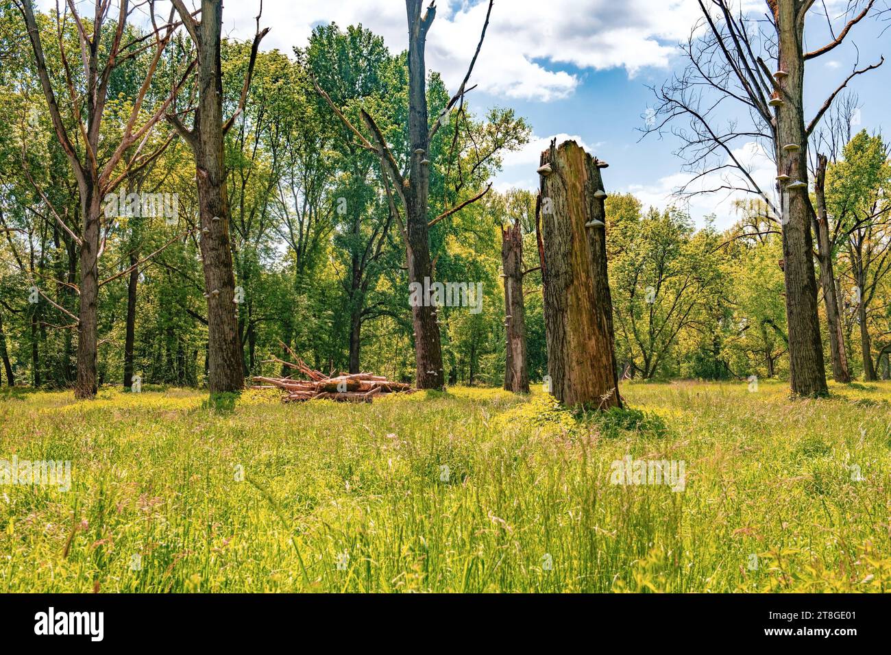 Partly dead tree hi-res stock photography and images - Alamy