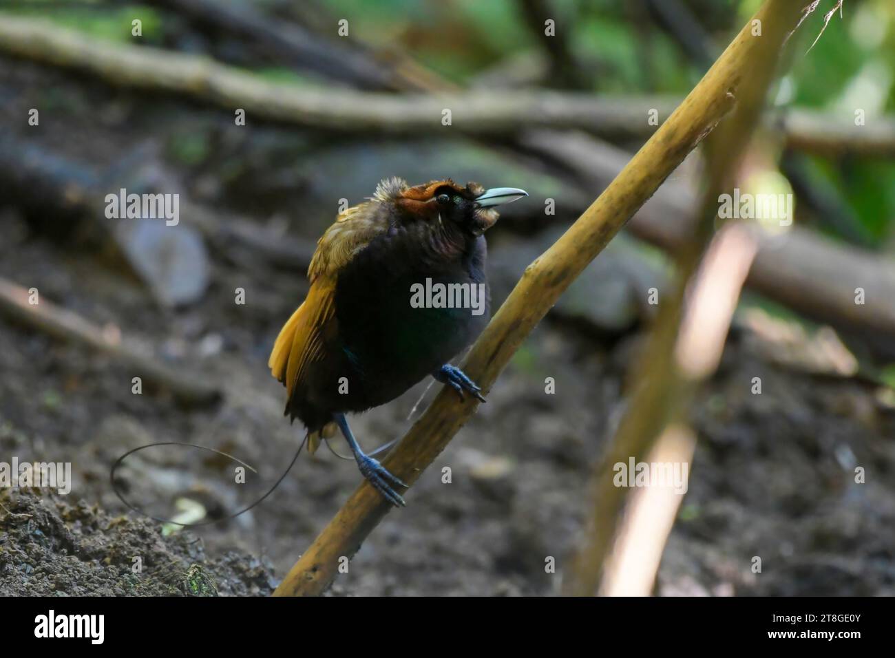 Male Magnificent bird-of-paradise in Arfak mountains in West Papua ...