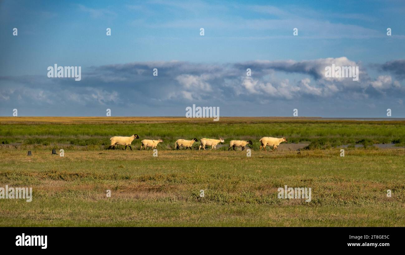 Sheep walk in a row along the horizon Stock Photo - Alamy