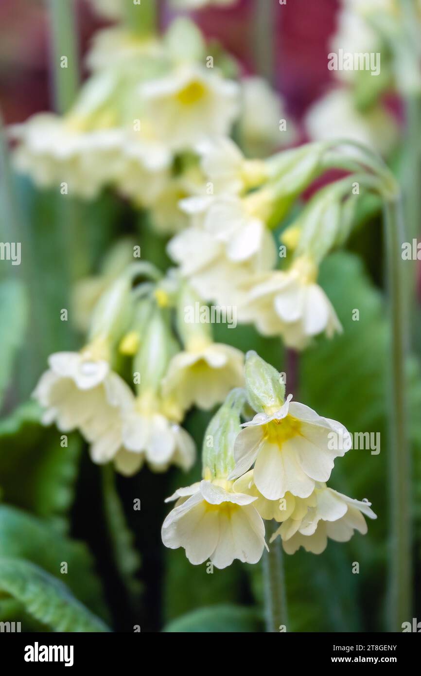 Oxlip primrose hi-res stock photography and images - Alamy