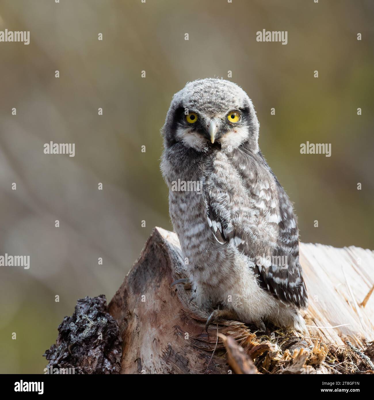 Hawk owl finland summer hi-res stock photography and images - Alamy