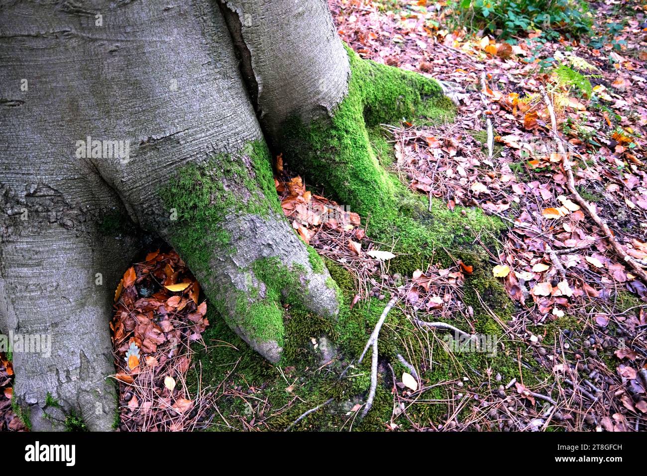 oak tree covered in green moss,west blean and thornden woods nature ...