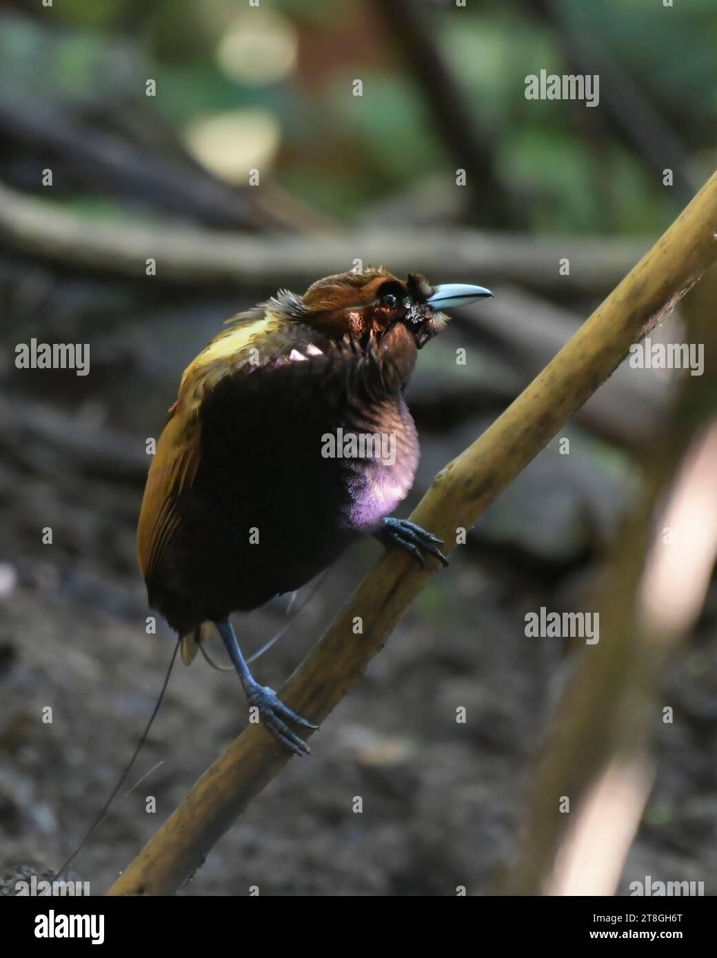 Male Magnificent bird-of-paradise in Arfak mountains in West Papua ...