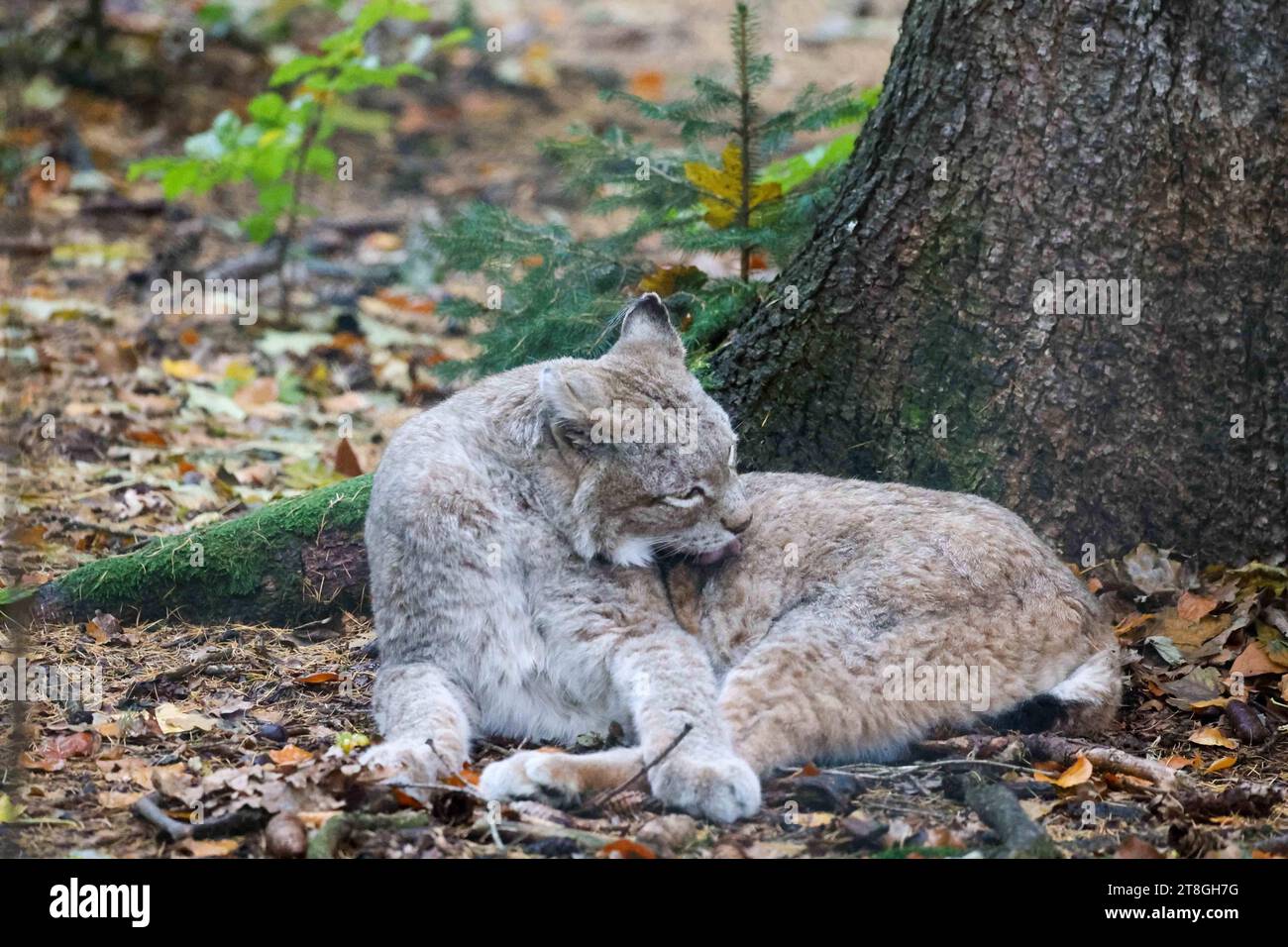 12.11.2023, Poing, GER, Unterwegs in Deutschland, Fototermin, Themenbild, Verschiedene ...