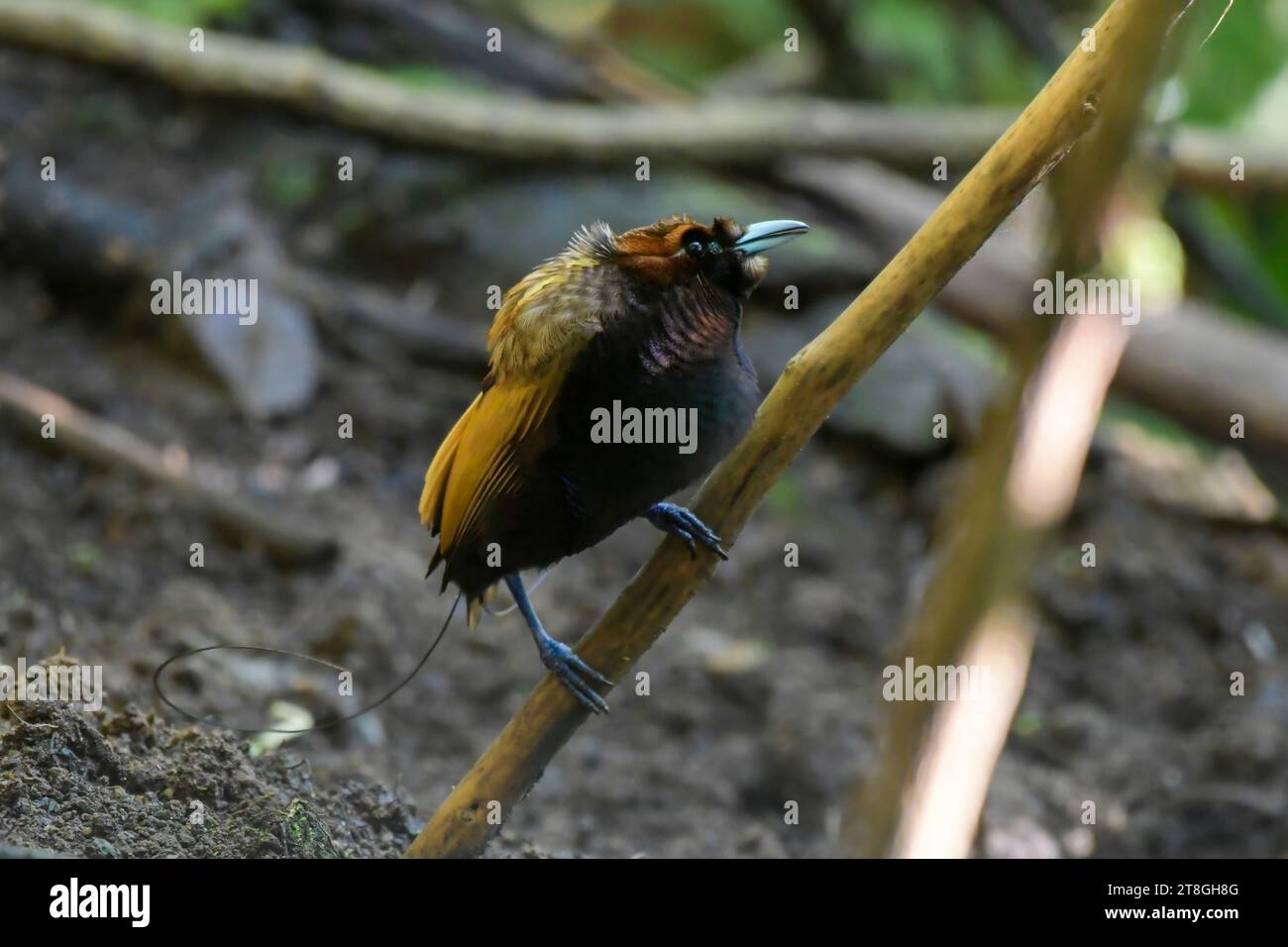 Male Magnificent bird-of-paradise in Arfak mountains in West Papua ...