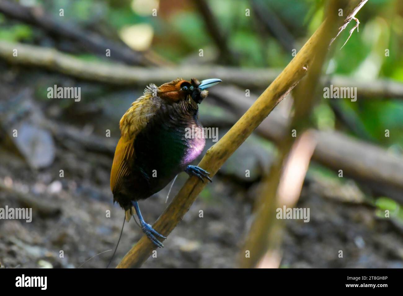 Male Magnificent bird-of-paradise in Arfak mountains in West Papua ...