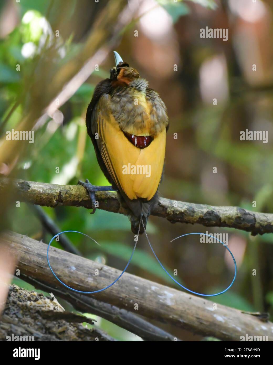 Male Magnificent bird-of-paradise in Arfak mountains in West Papua ...