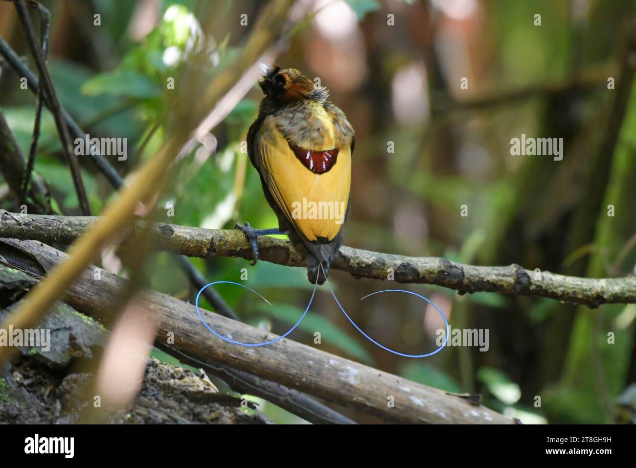 Male Magnificent bird-of-paradise in Arfak mountains in West Papua ...