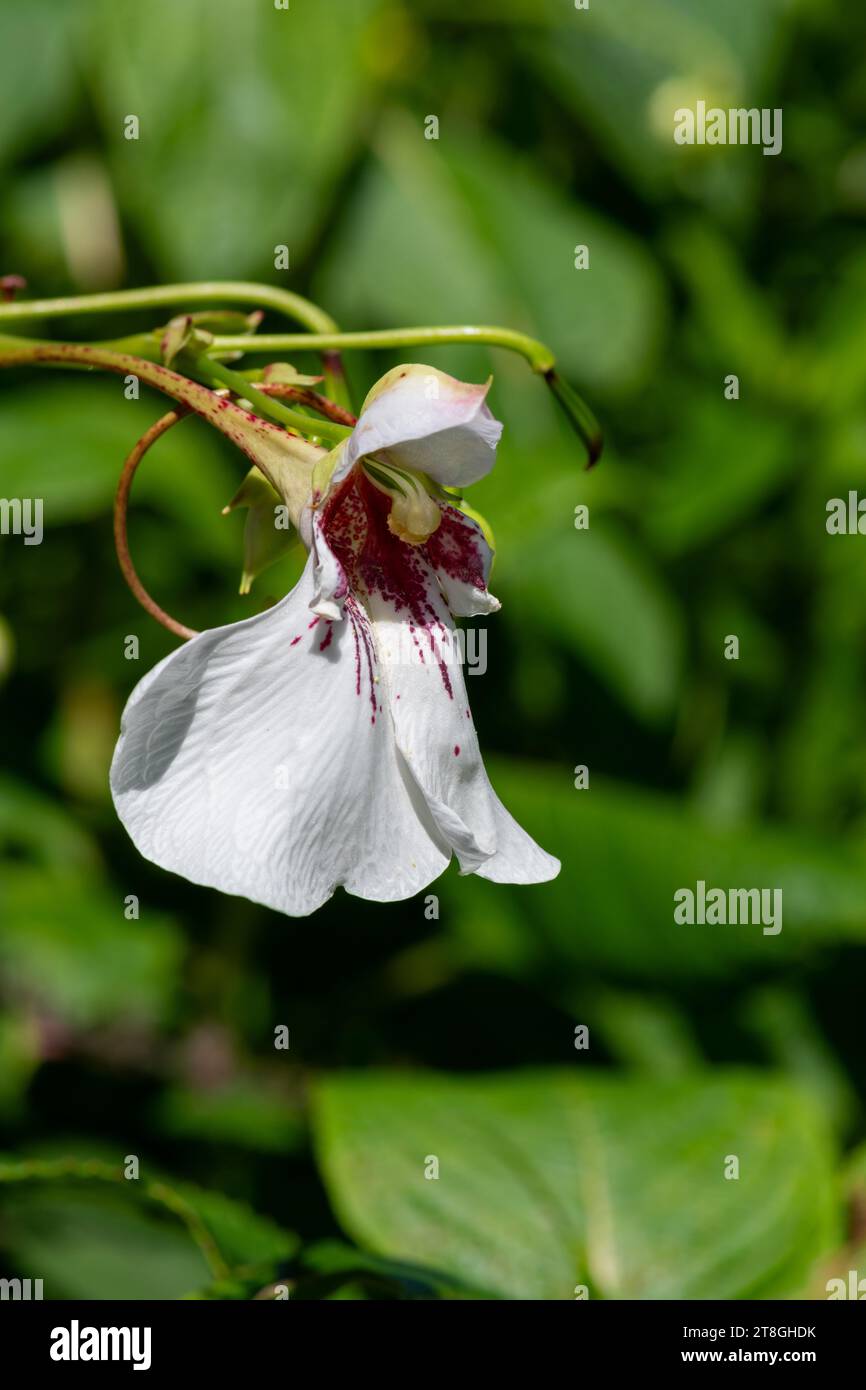 Close up of a dyers busy lizzie (impatiens tinctoria) flower in bloom ...