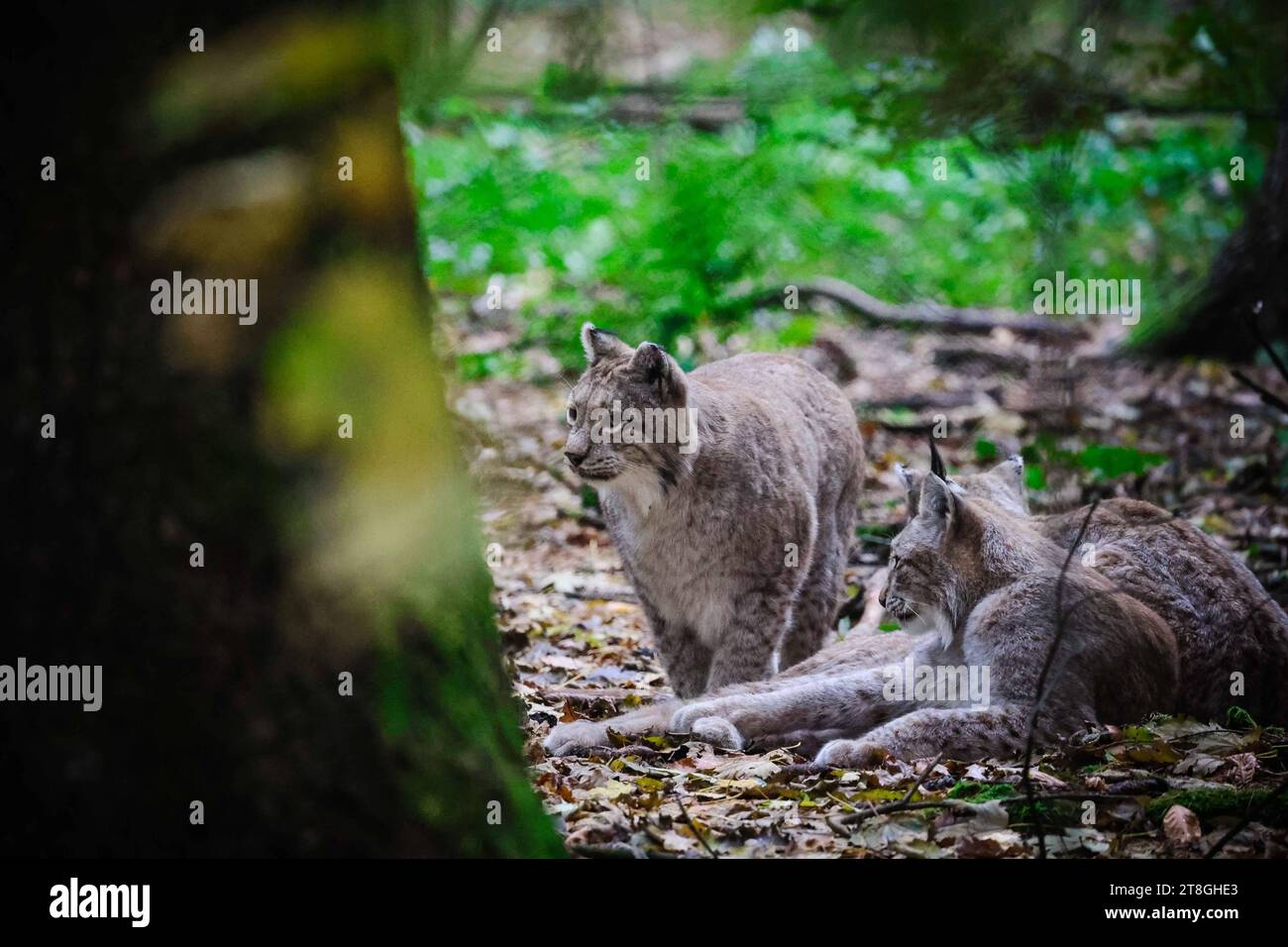 12.11.2023, Poing, GER, Unterwegs in Deutschland, Fototermin, Themenbild, Verschiedene ...