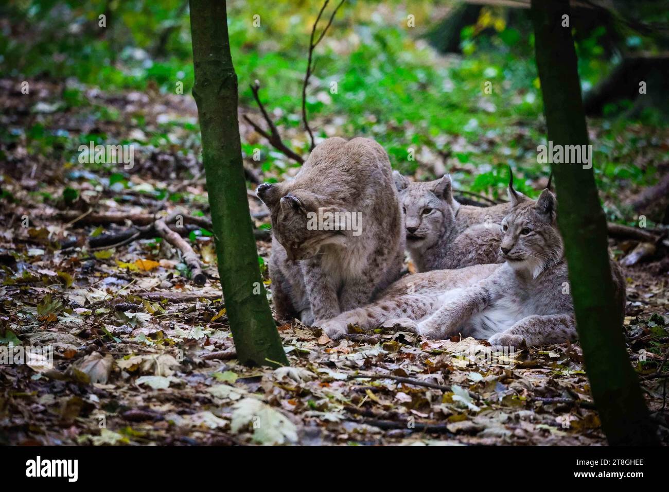 12.11.2023, Poing, GER, Unterwegs in Deutschland, Fototermin, Themenbild, Verschiedene ...