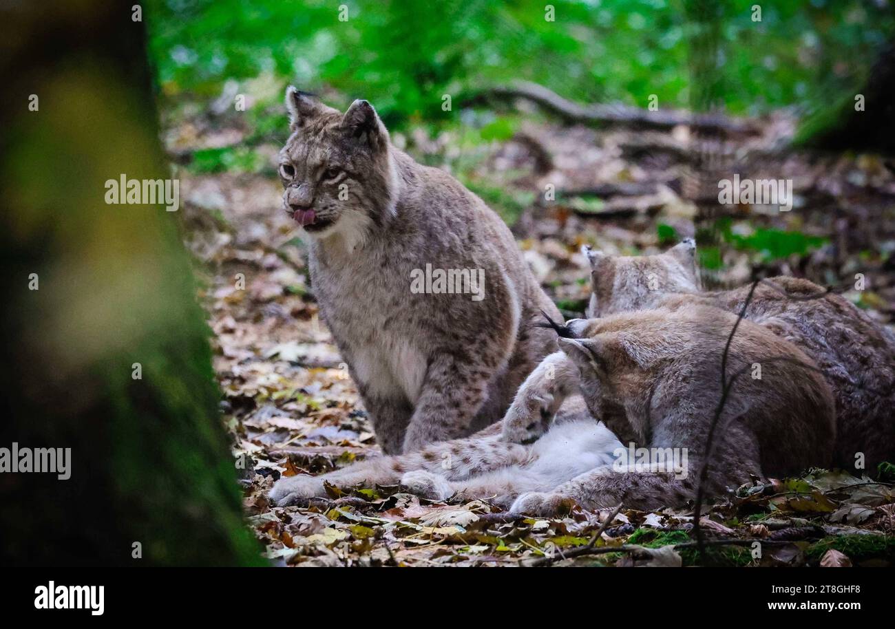 12.11.2023, Poing, GER, Unterwegs in Deutschland, Fototermin, Themenbild, Verschiedene ...