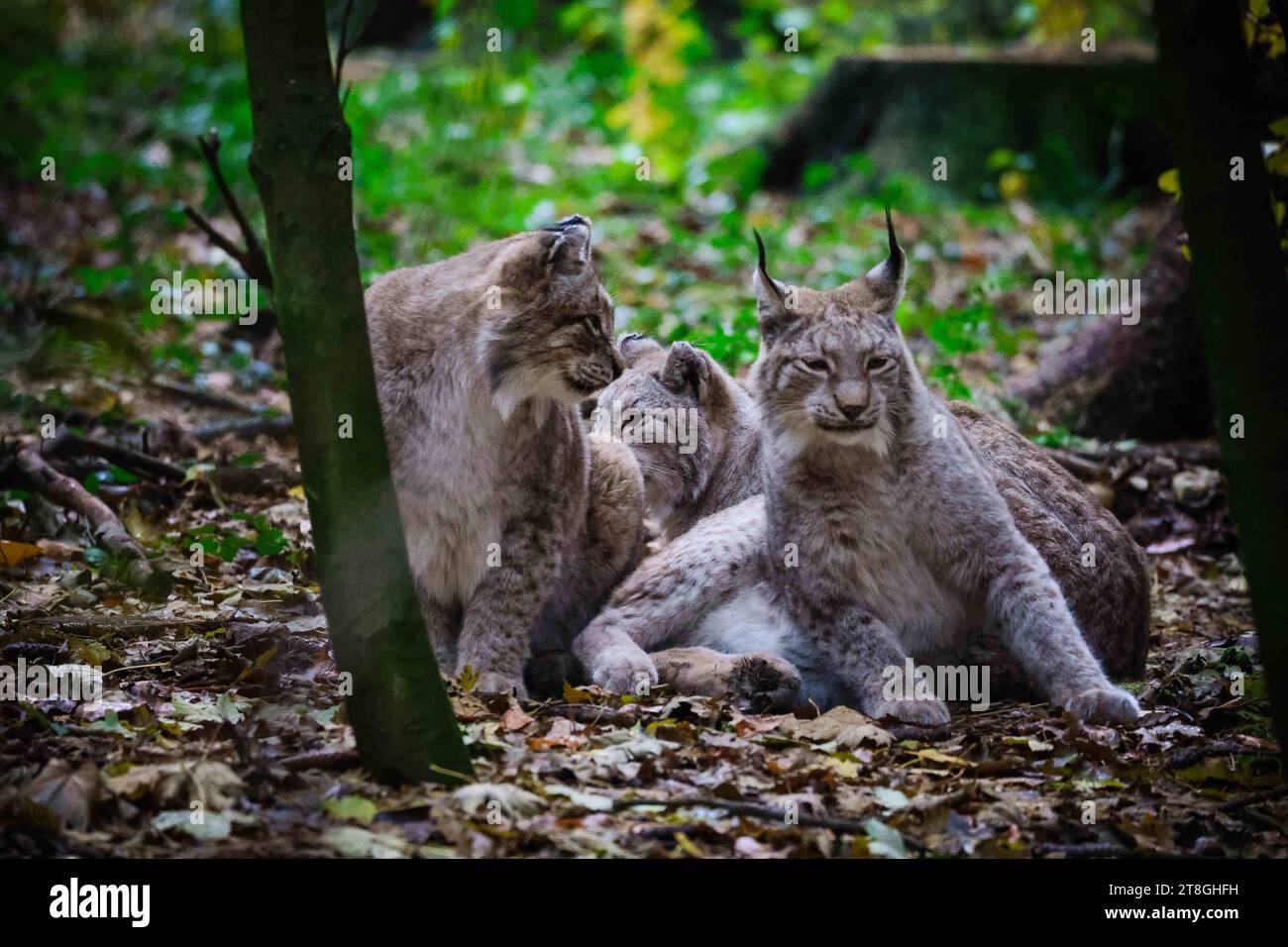 12.11.2023, Poing, GER, Unterwegs in Deutschland, Fototermin, Themenbild, Verschiedene ...