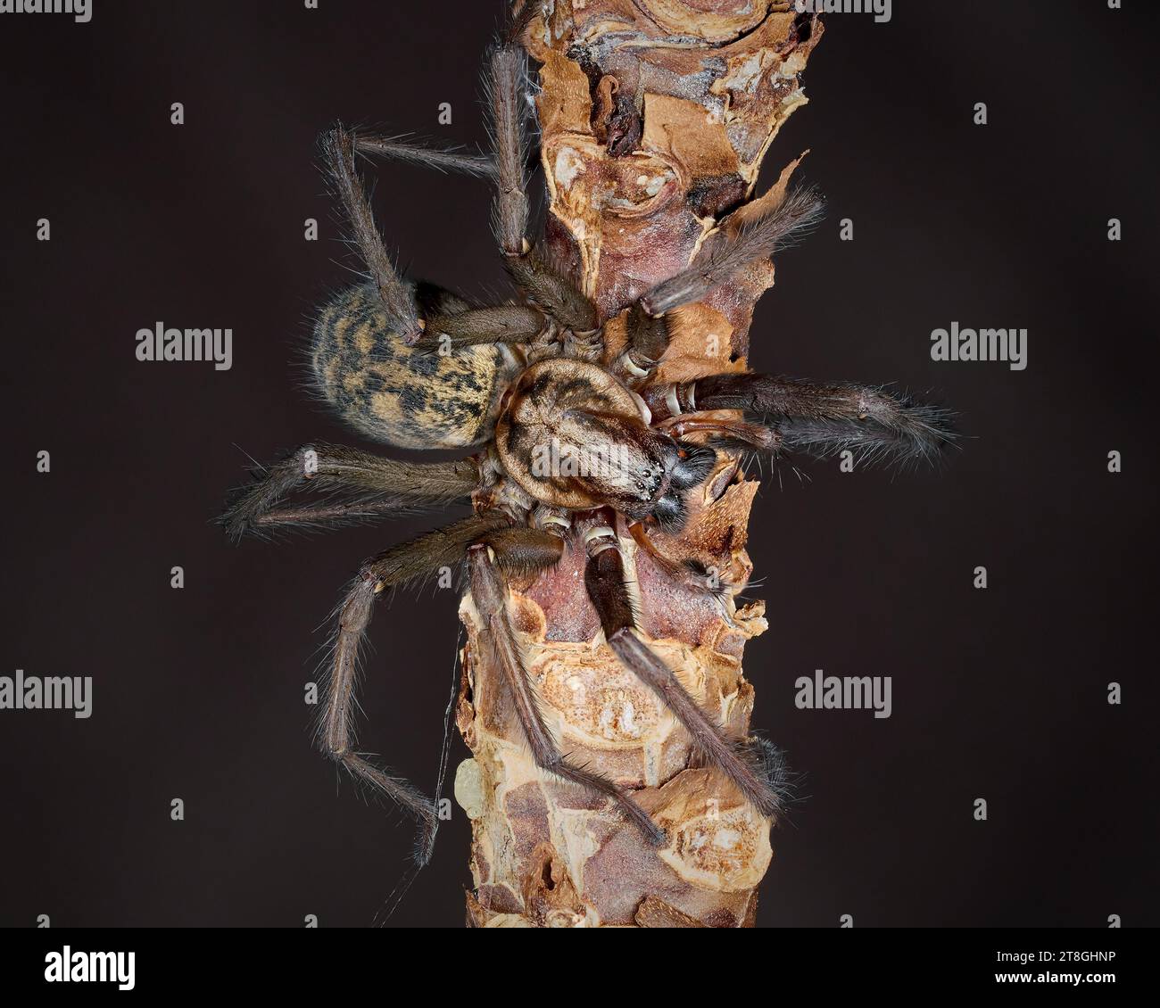 Super macro closeup of the Giant house spider (Eratigena atrica Stock ...