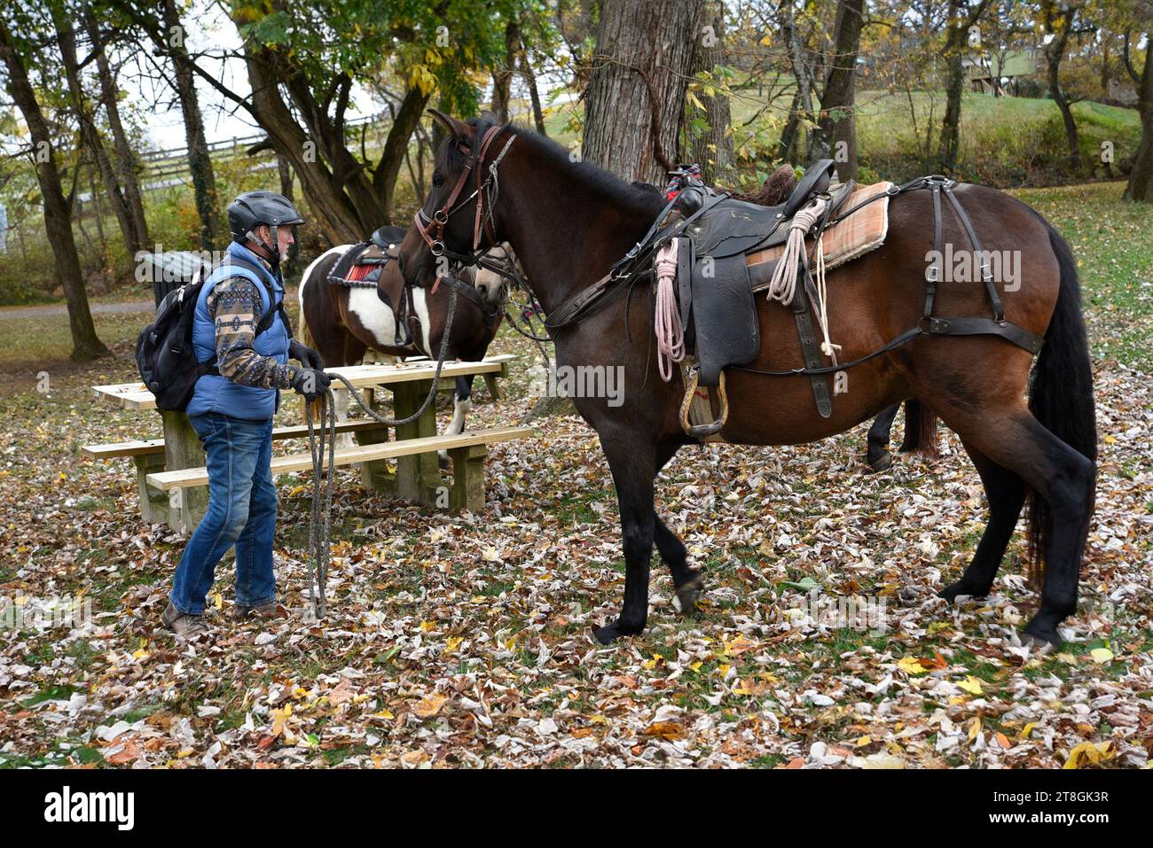 A man (a horseback-riding instructor) prepares to mount his horse in ...