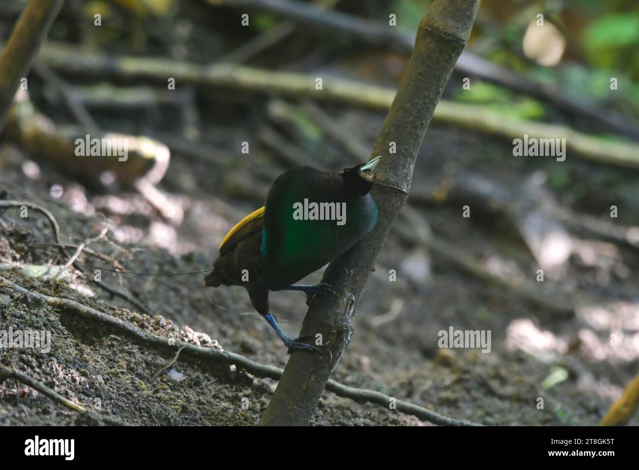 Male Magnificent bird-of-paradise or Diphyllodes magnificus in Arfak ...