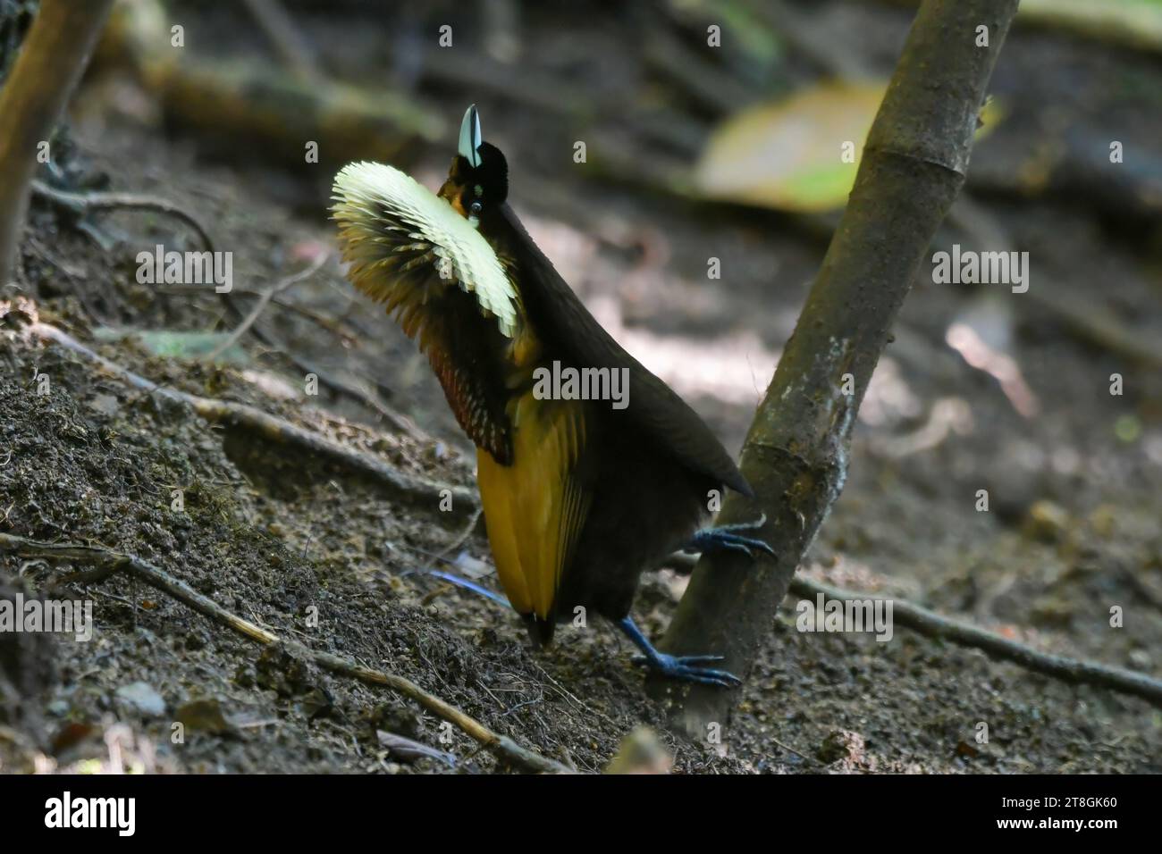 Courting display of male Magnificent bird-of-paradise or Diphyllodes ...