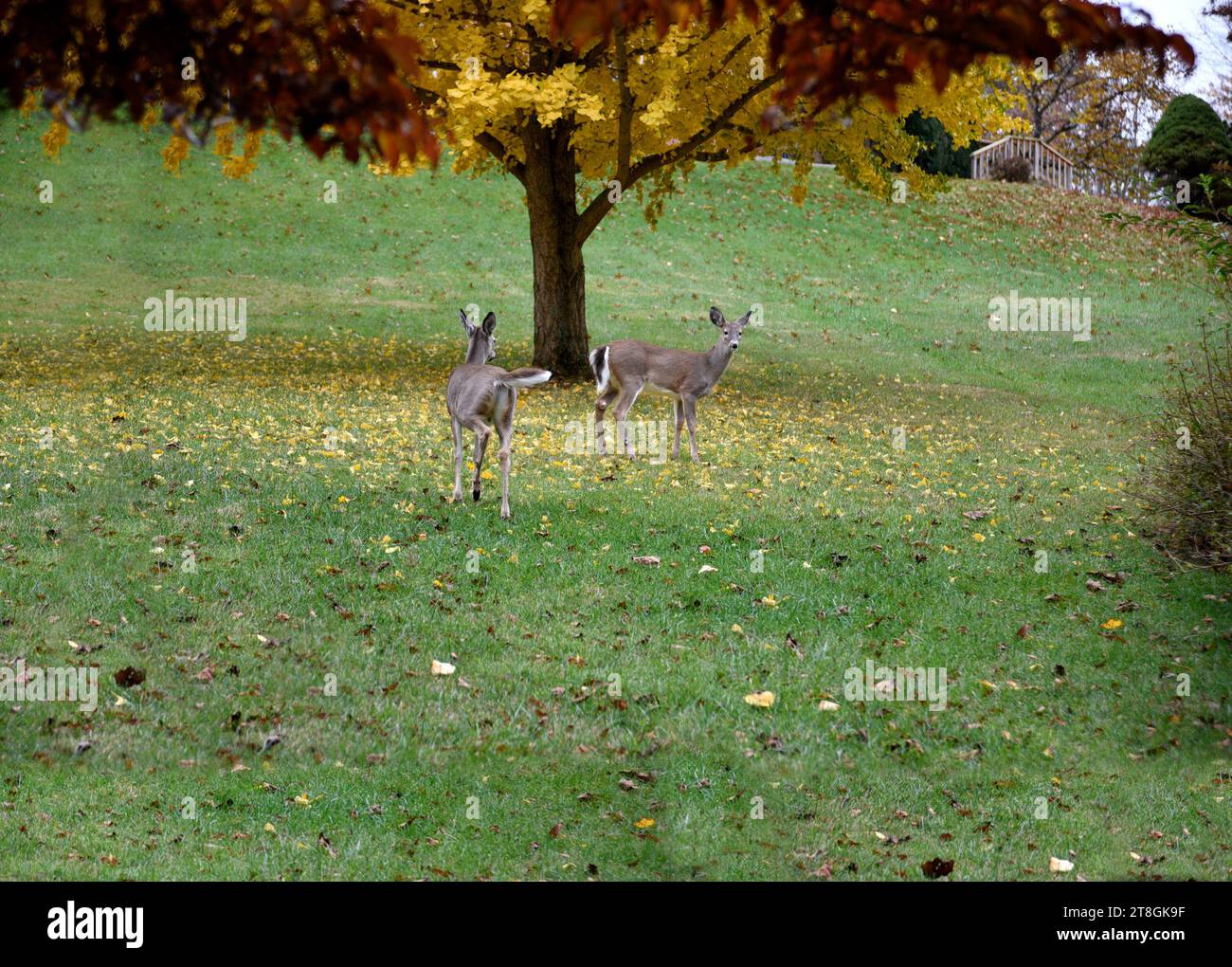 White-tailed deer (Odocoileus virginians) in a residential community in ...