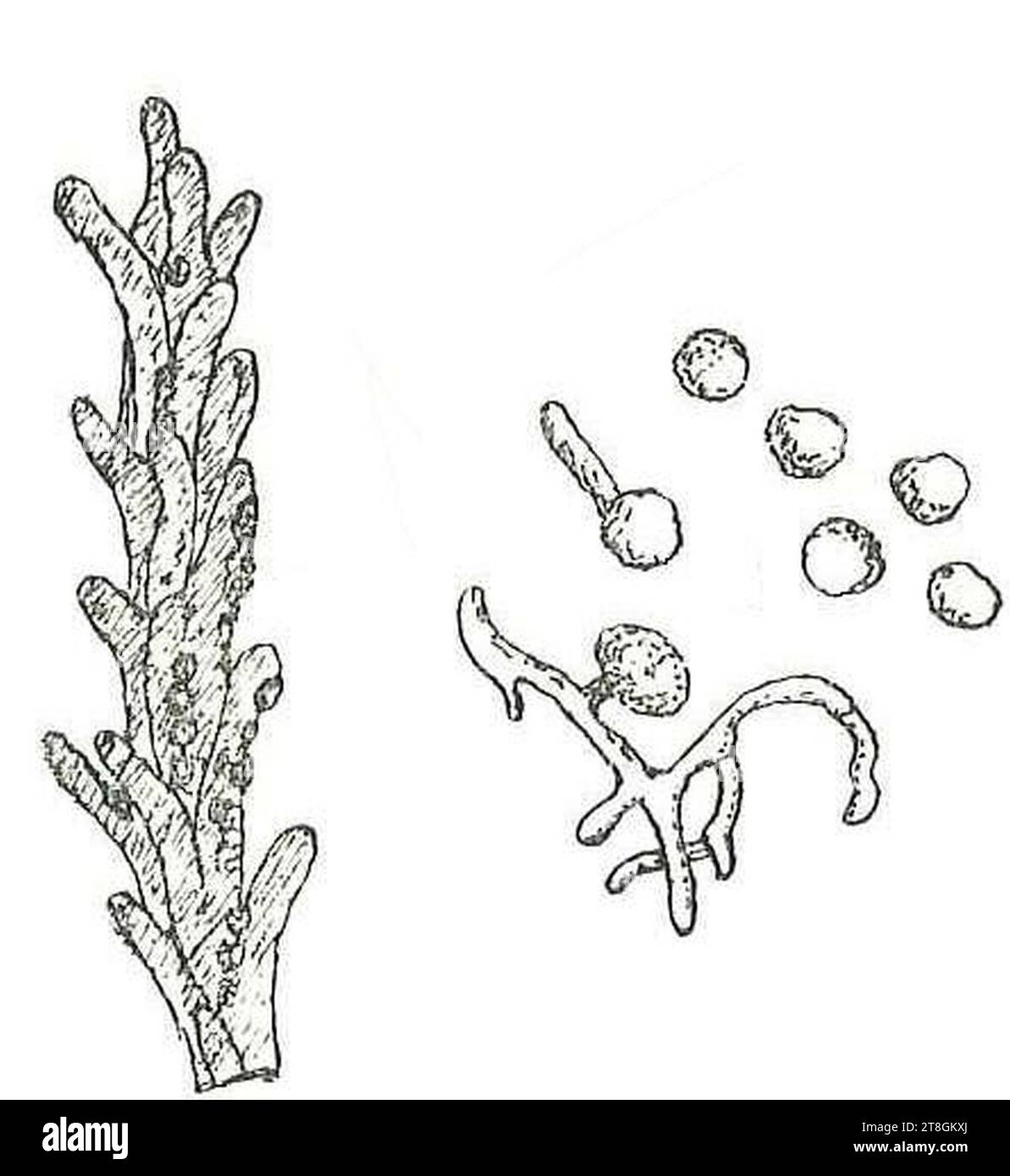 Tritici hi-res stock photography and images - Alamy