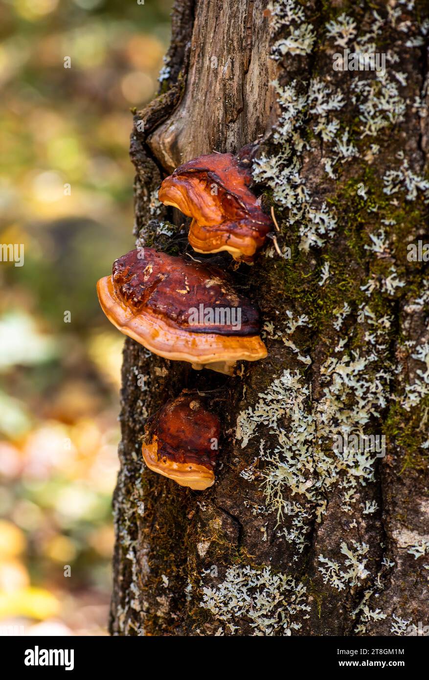 Fungi in the forest in Prince Albert National Park Stock Photo - Alamy