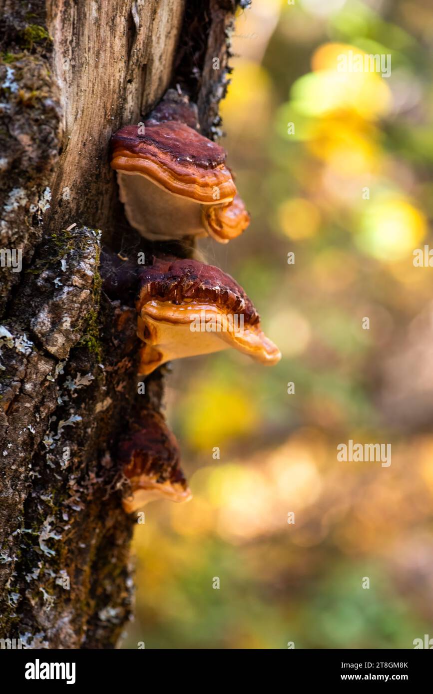 Fungi in the forest in Prince Albert National Park Stock Photo - Alamy