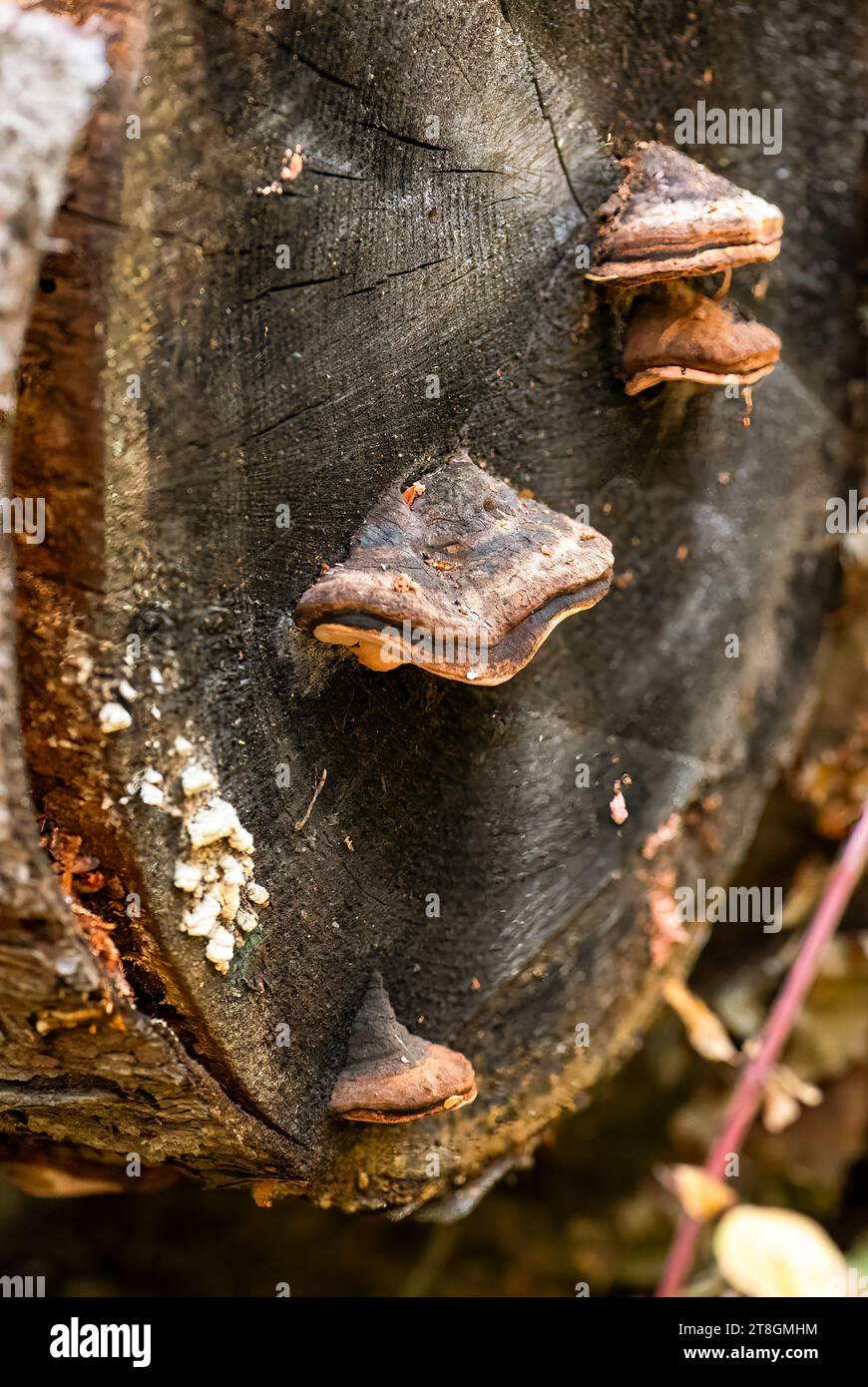 Fungi in the forest in Prince Albert National Park Stock Photo - Alamy
