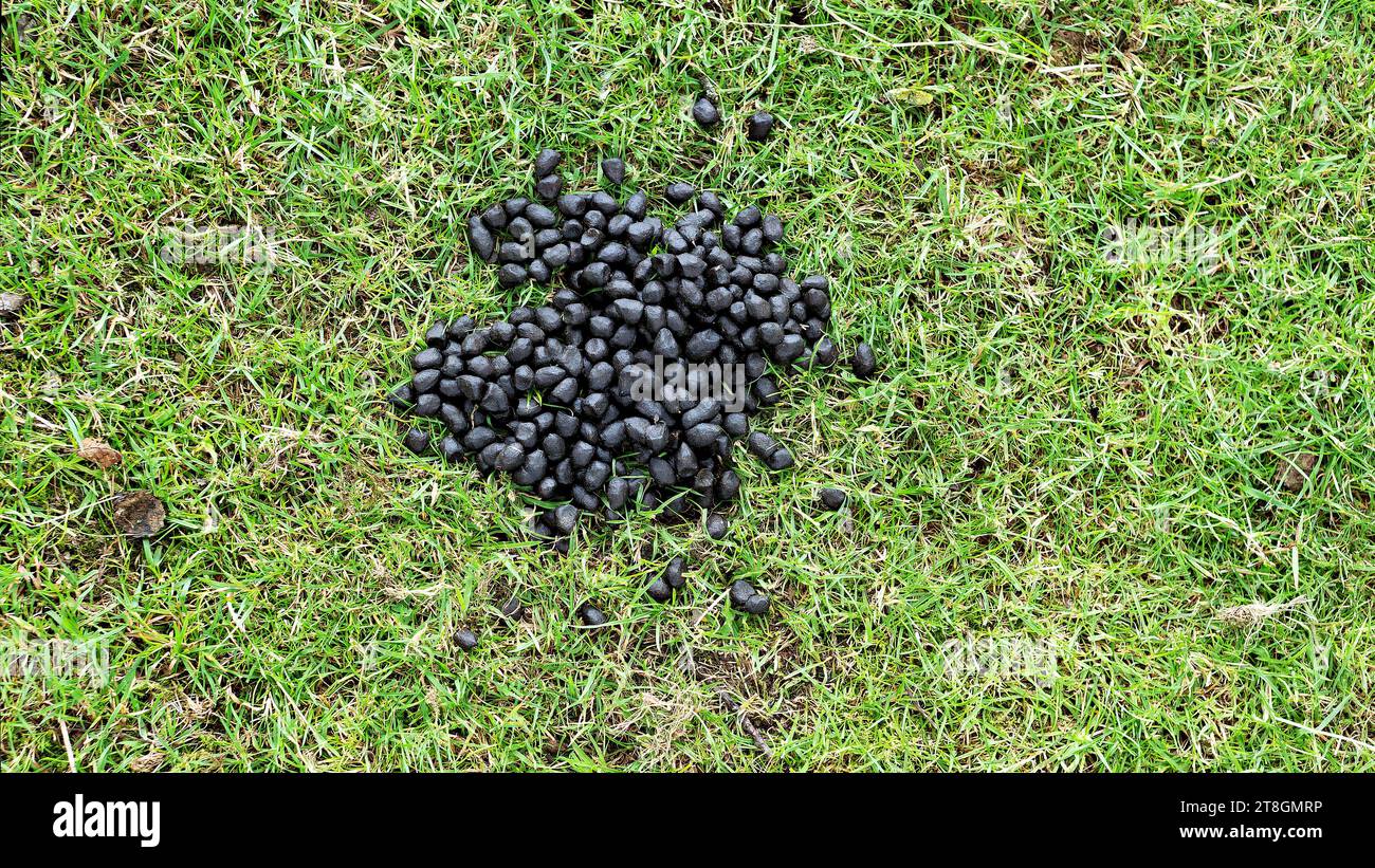 A still-life of sheep droppings scattered on a grassy surface, with one ...