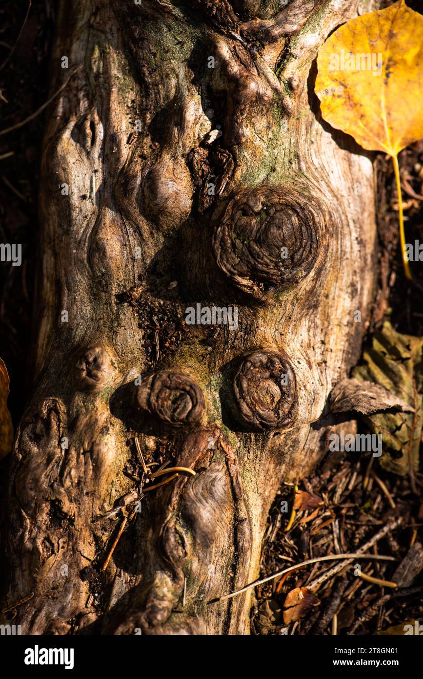 Knotted root hi-res stock photography and images - Alamy