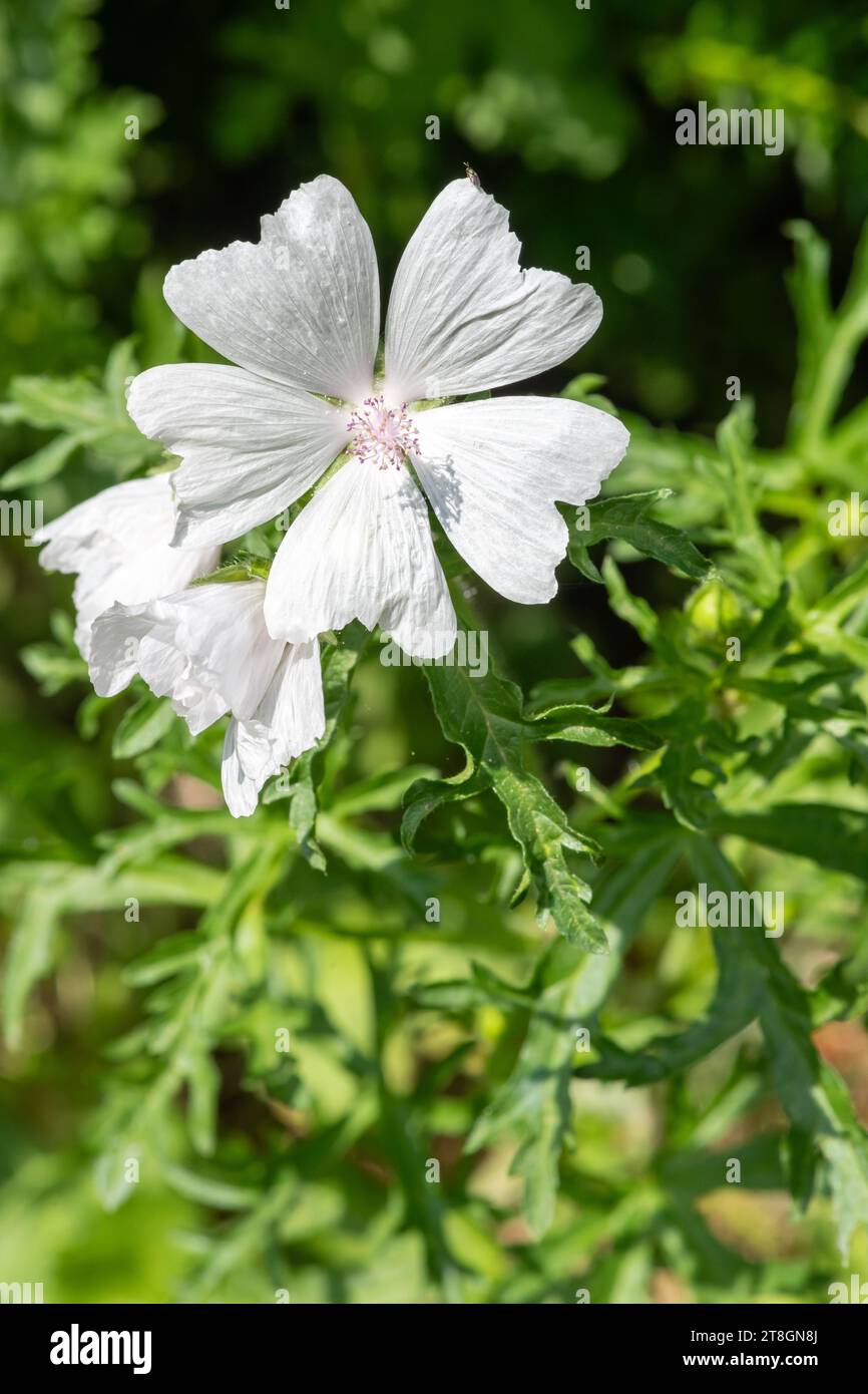 Close up of a white musk mallow (malva moschata) flower in bloom Stock ...