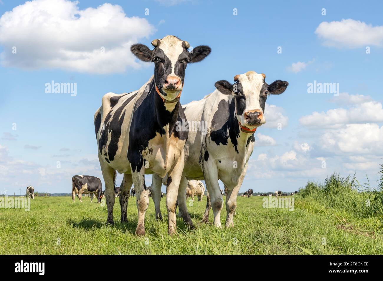 2 cows, couple looking curious black and white, in a green field under ...