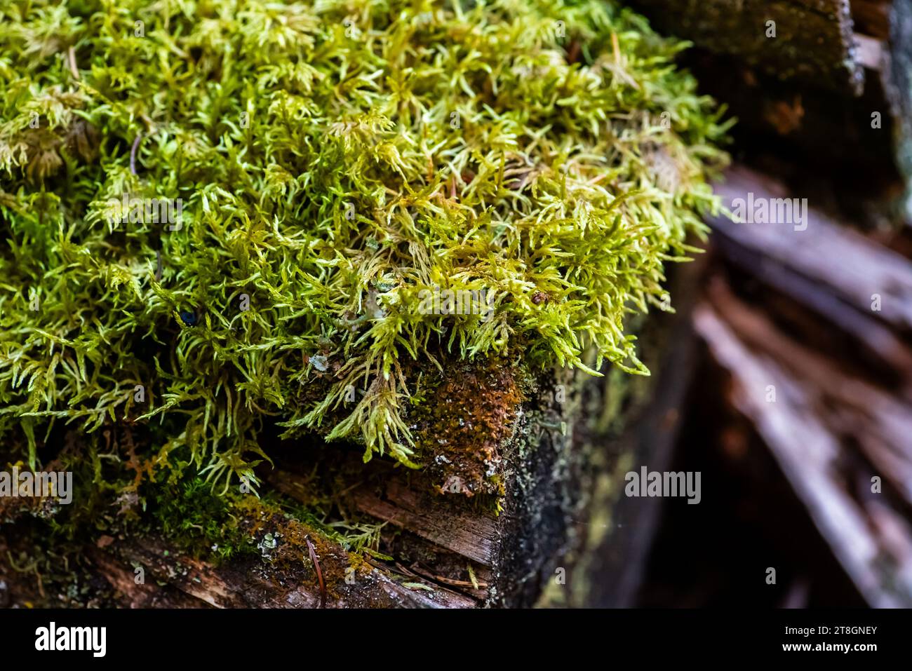 Moss on a tree stump in the forest Stock Photo - Alamy