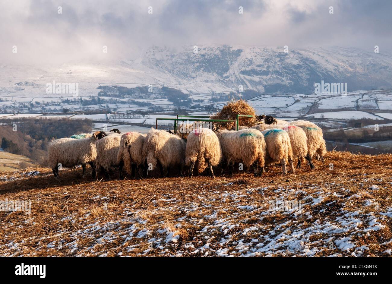 Sheep on cumberland farm hi-res stock photography and images - Alamy
