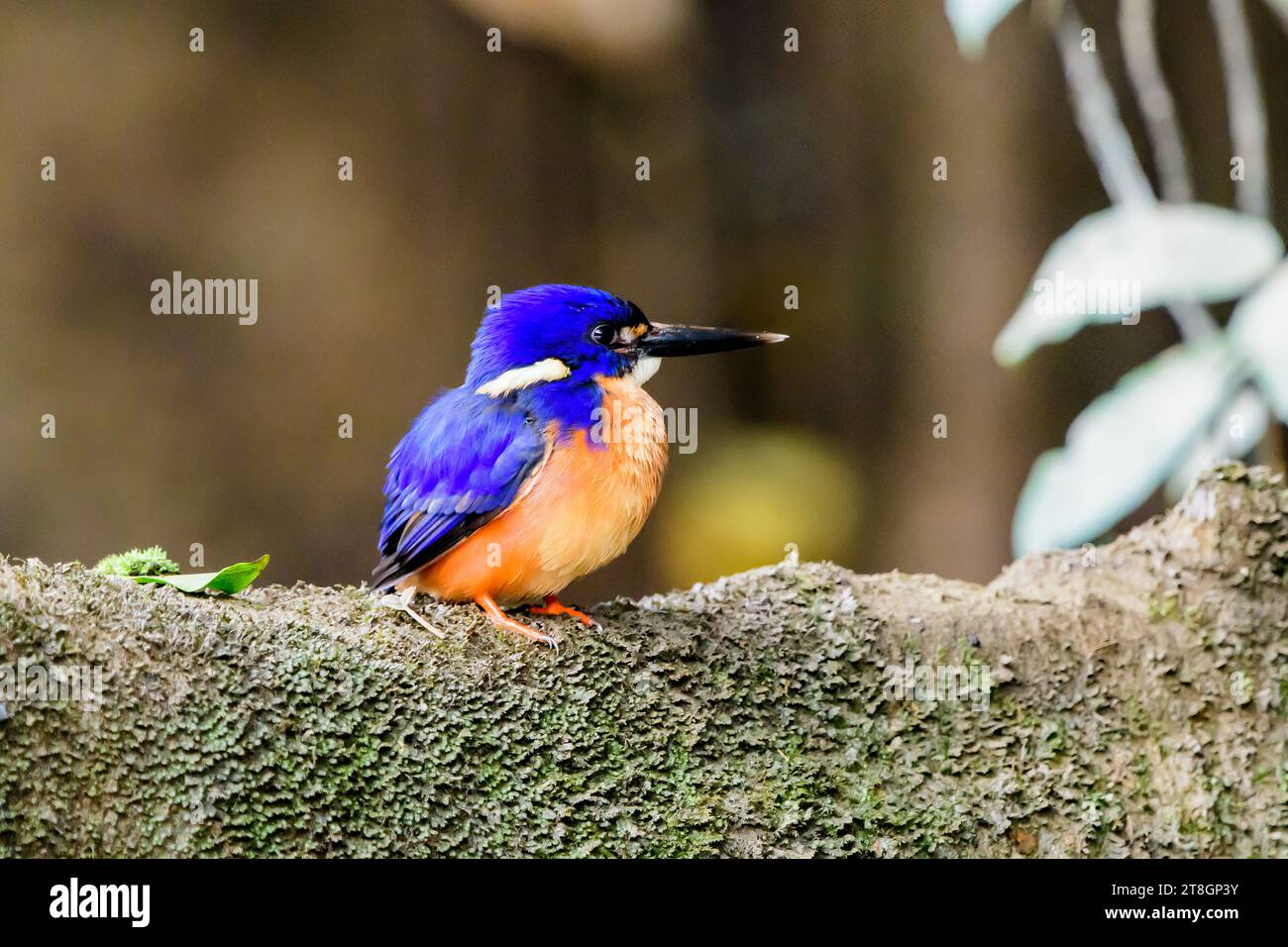 Azure kingfisher on the Daintree river Stock Photo - Alamy